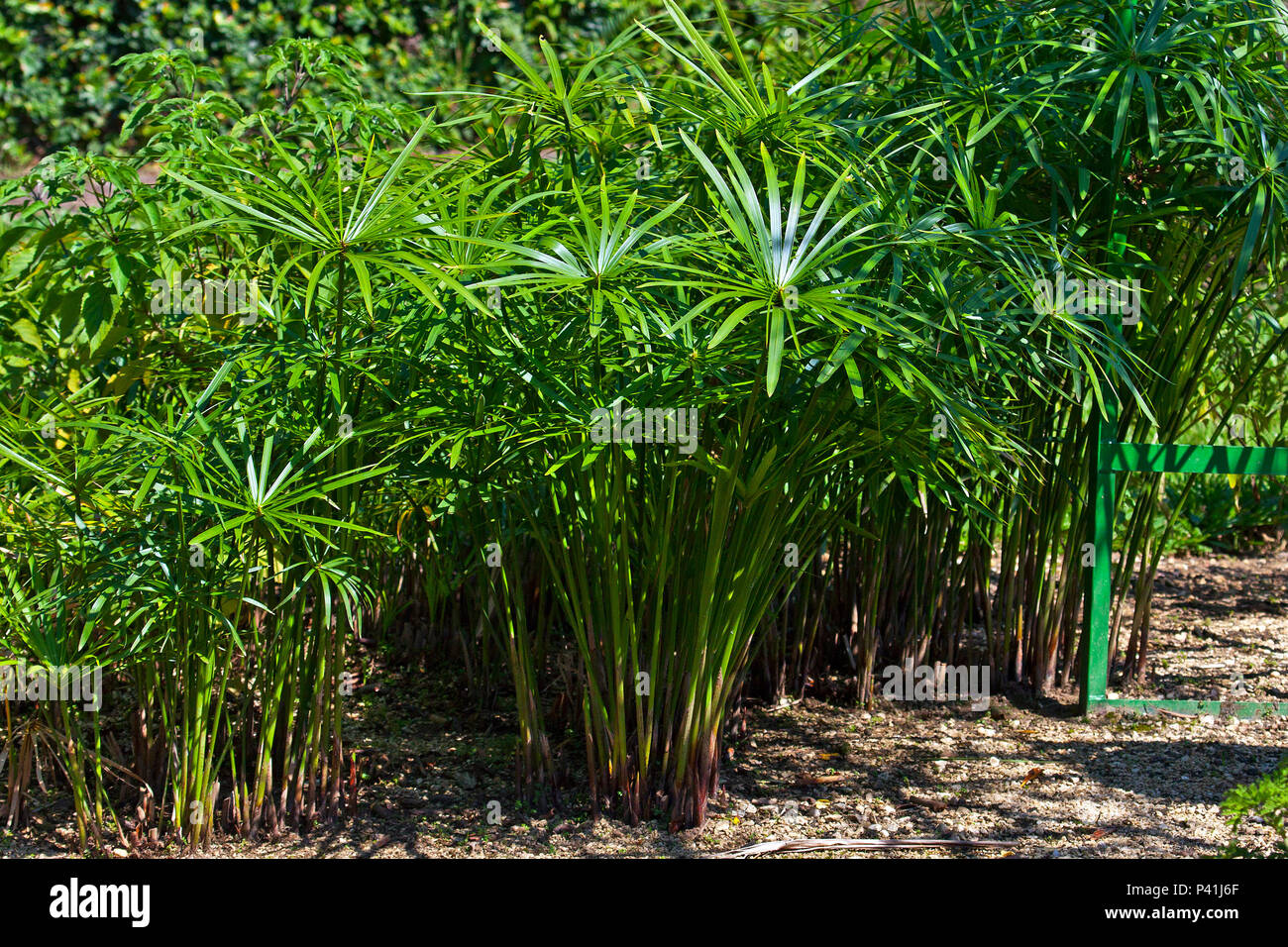 Genero raphia hi-res stock photography and images - Alamy