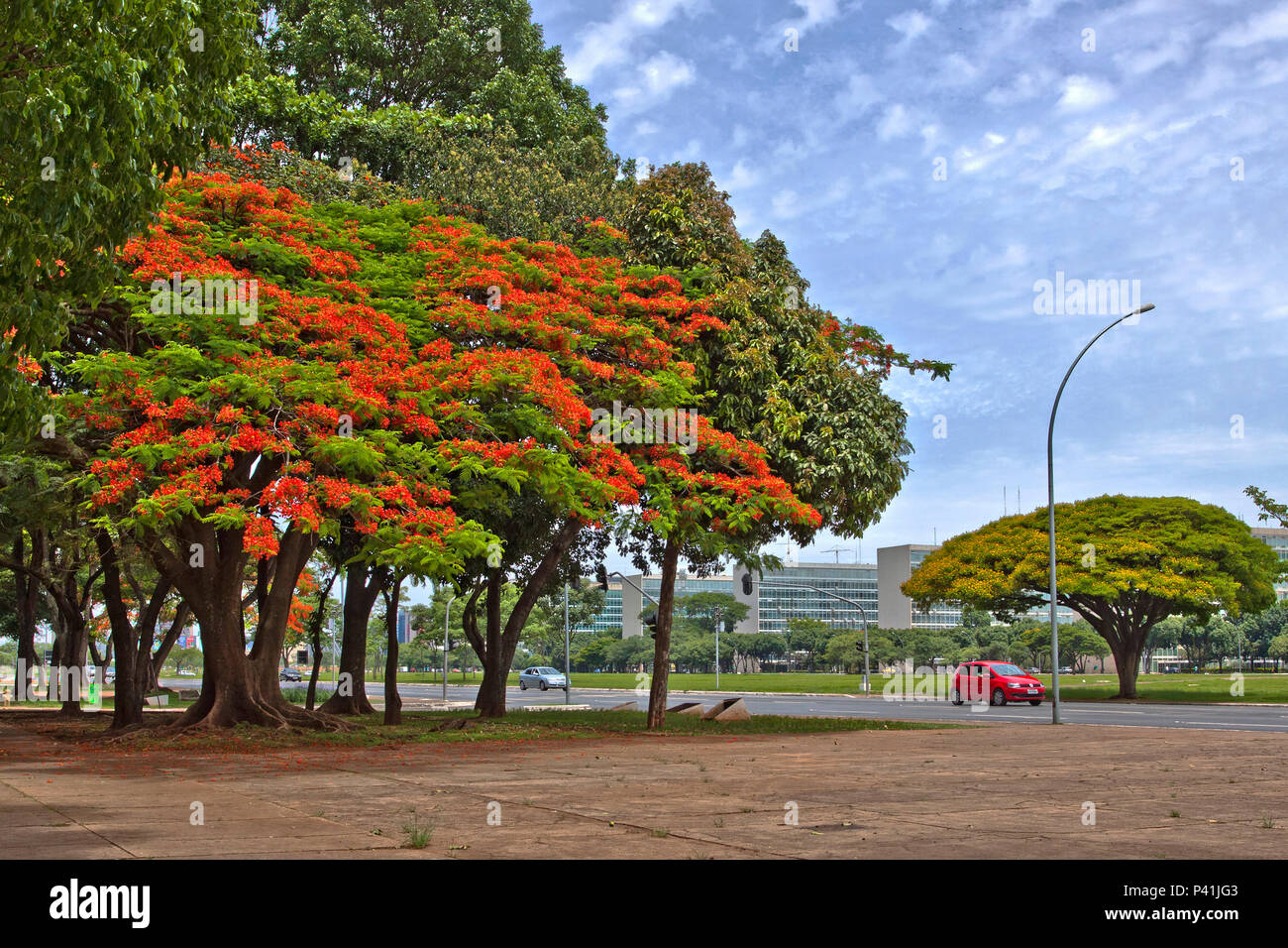árvore flamboyant hi-res stock photography and images - Alamy