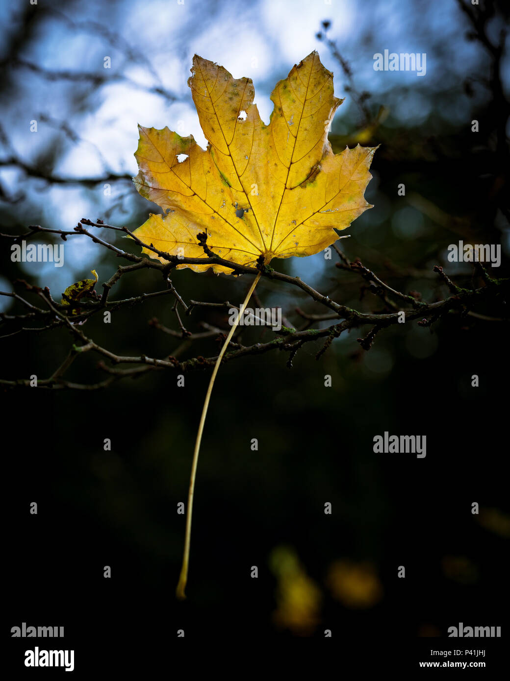 Individual single autumn fall leaf hi-res stock photography and images ...