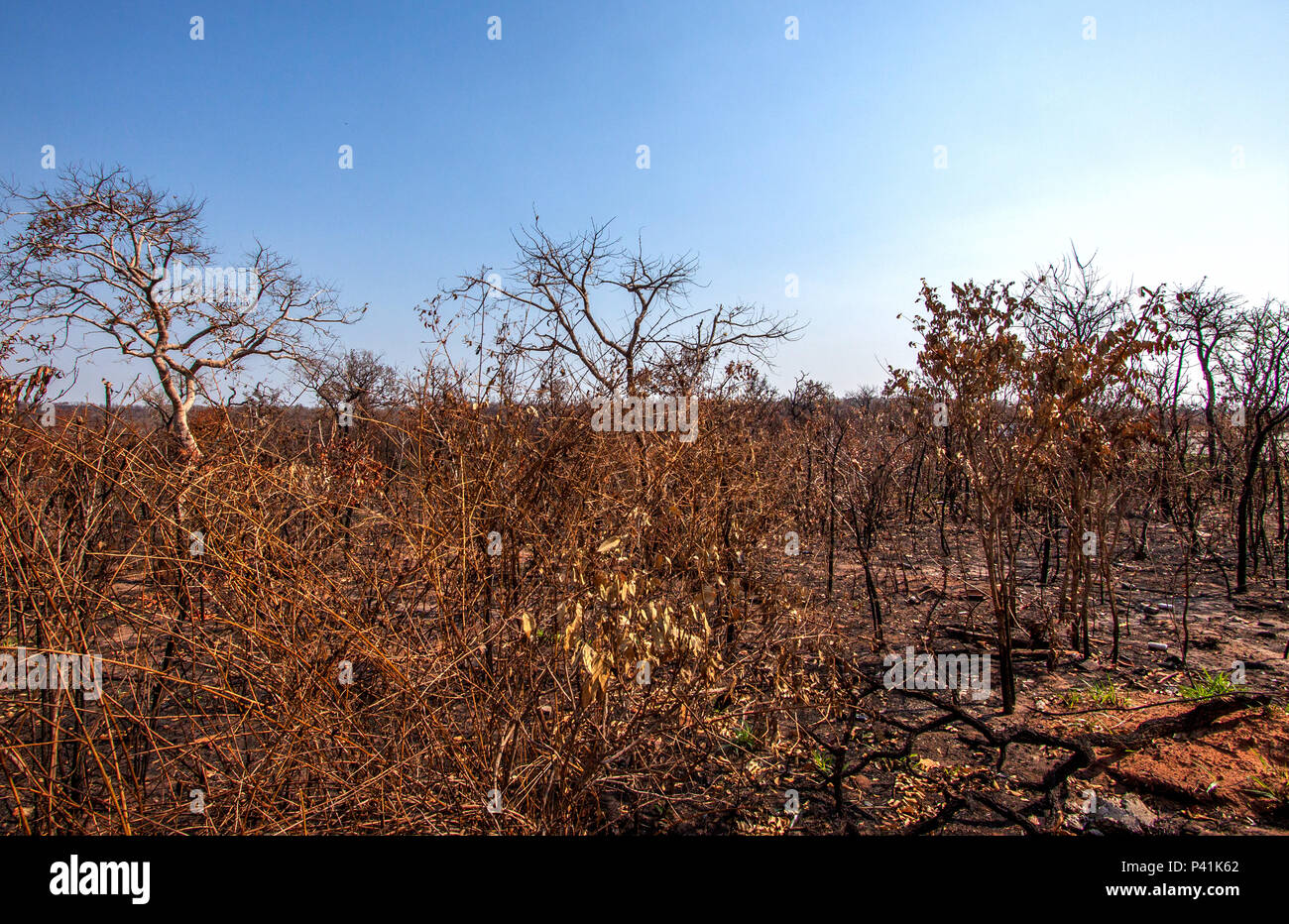 Queimada no cerrado hi-res stock photography and images - Alamy