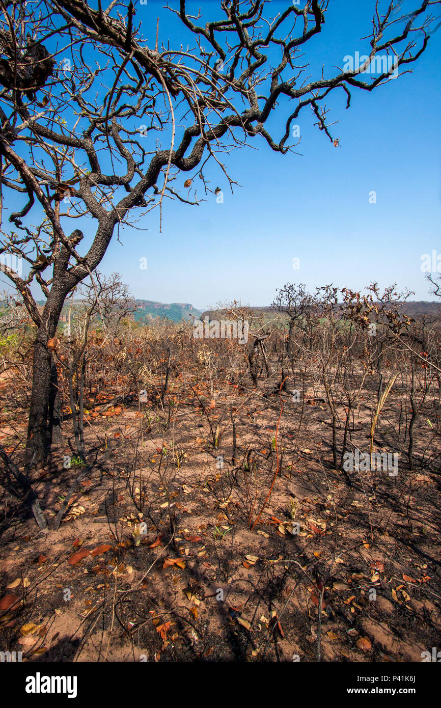 Chapada dos Guimarães - MT Queimada Queimada no Cerrado Vegetação do ...