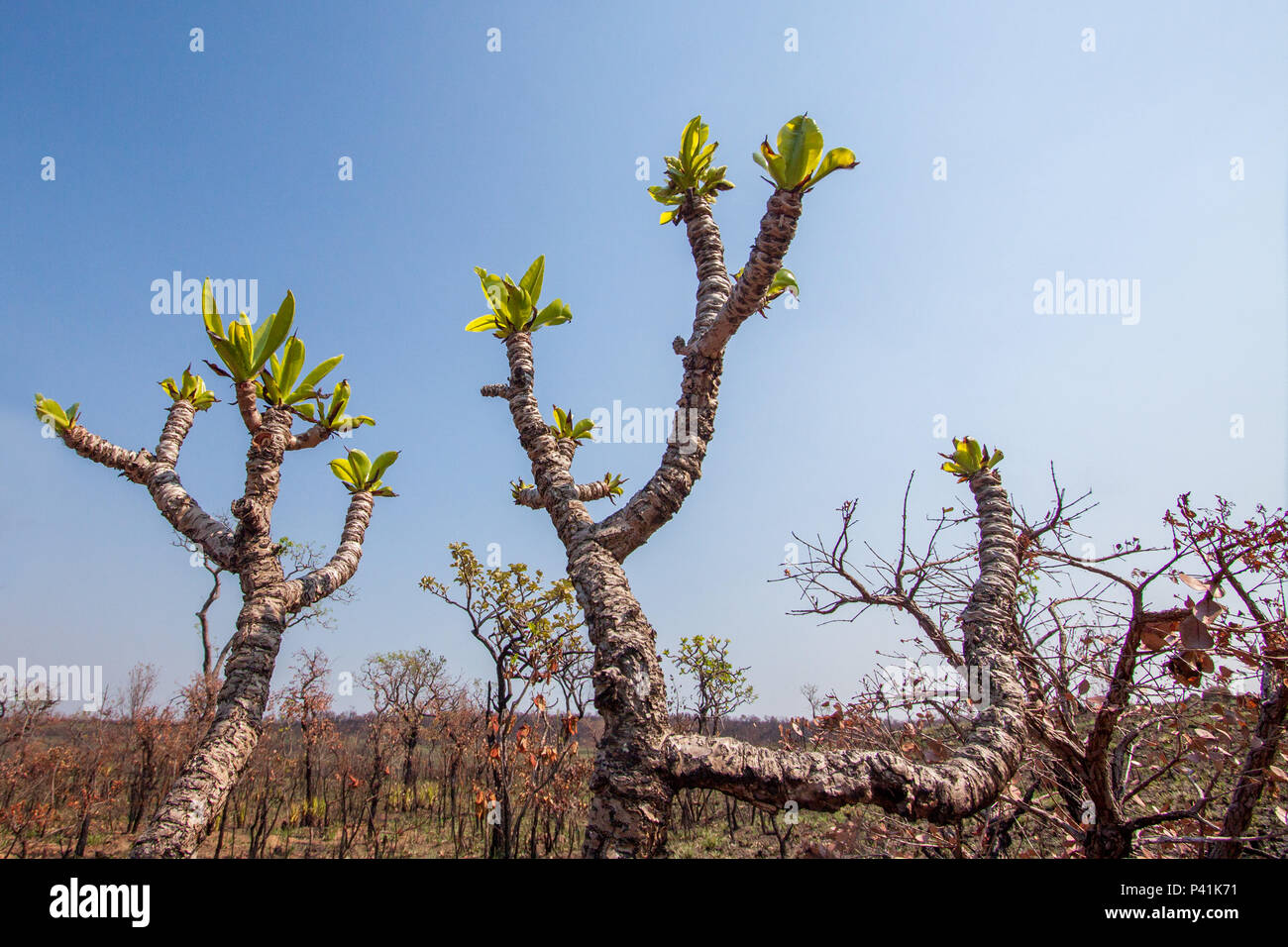 Queimada no cerrado hi-res stock photography and images - Alamy