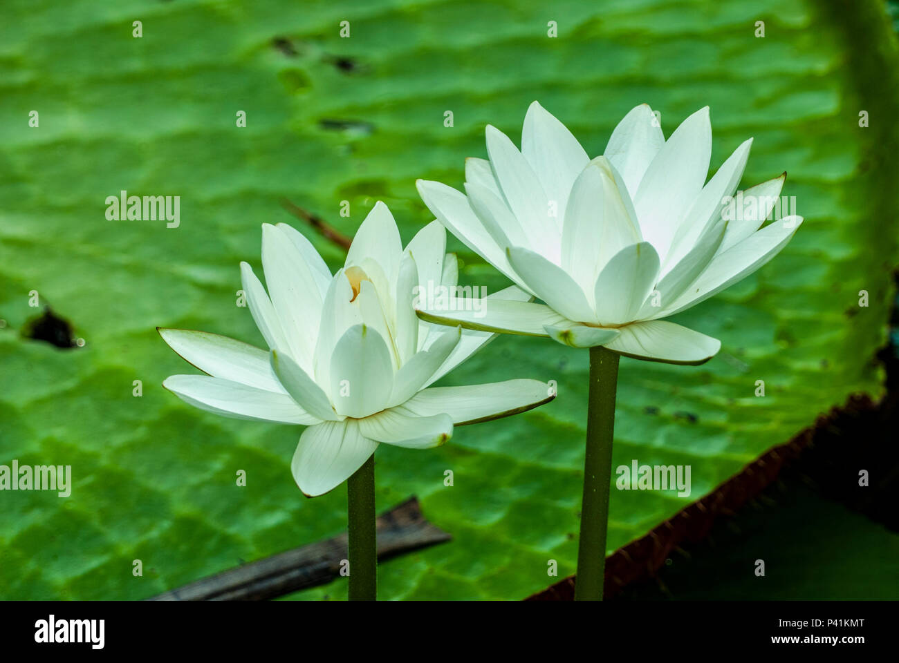 Victoria amazonica landscape hi-res stock photography and images - Alamy