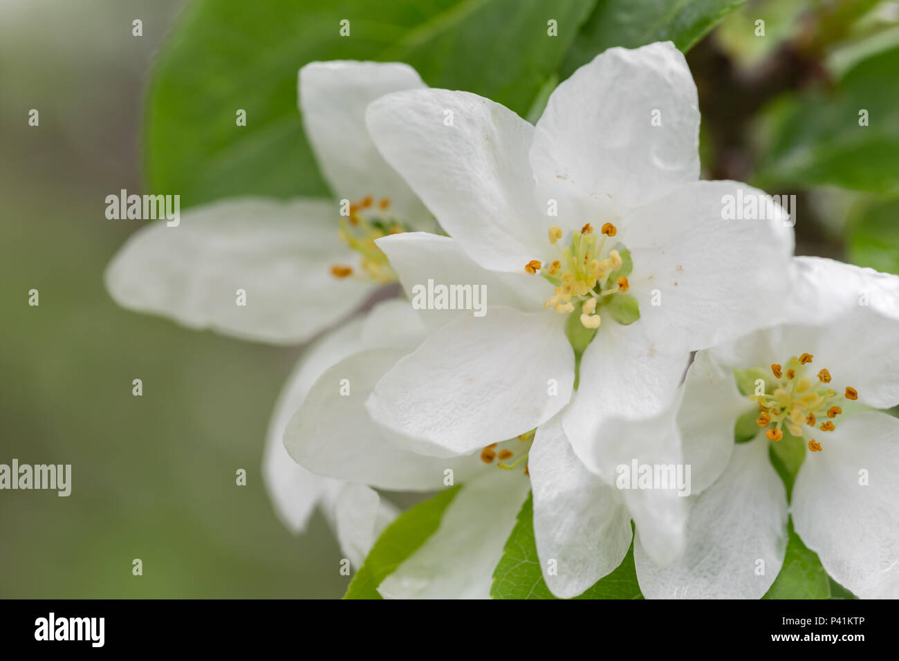 White crabapple hi-res stock photography and images - Alamy