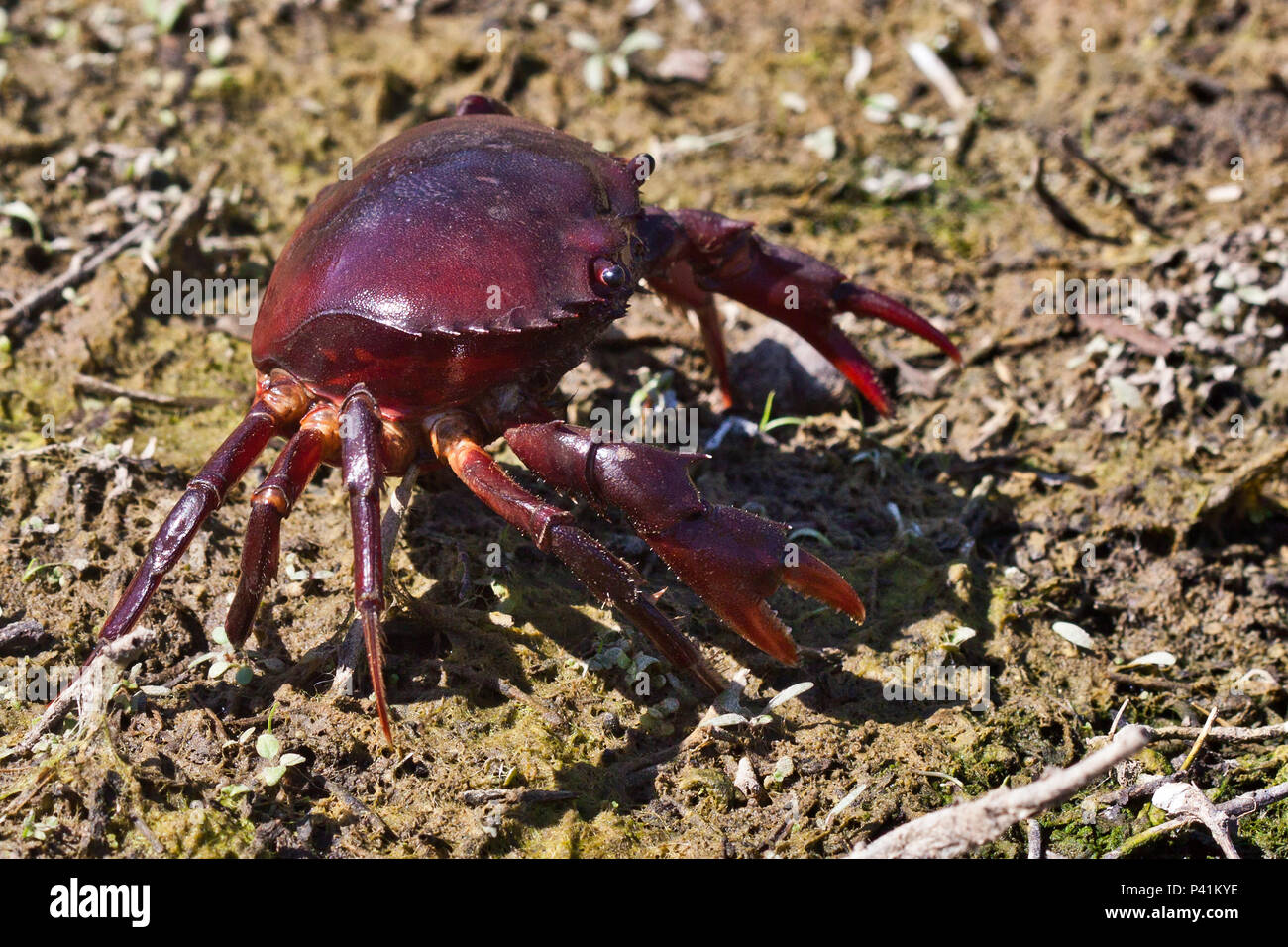 Cujos hi-res stock photography and images - Alamy