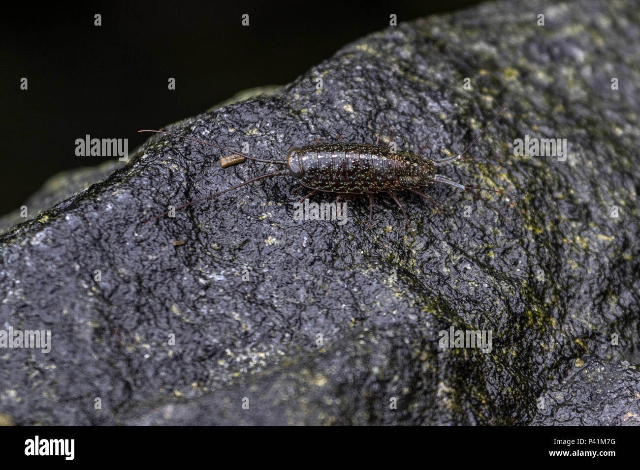 Familia ligiidae hi-res stock photography and images - Alamy