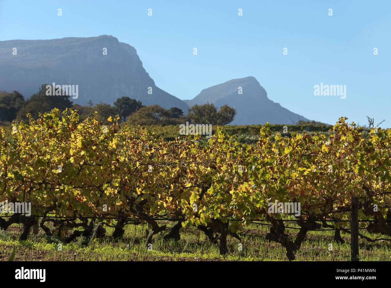 Vines grow on wine estates below Table Mountain, in the suburb of ...