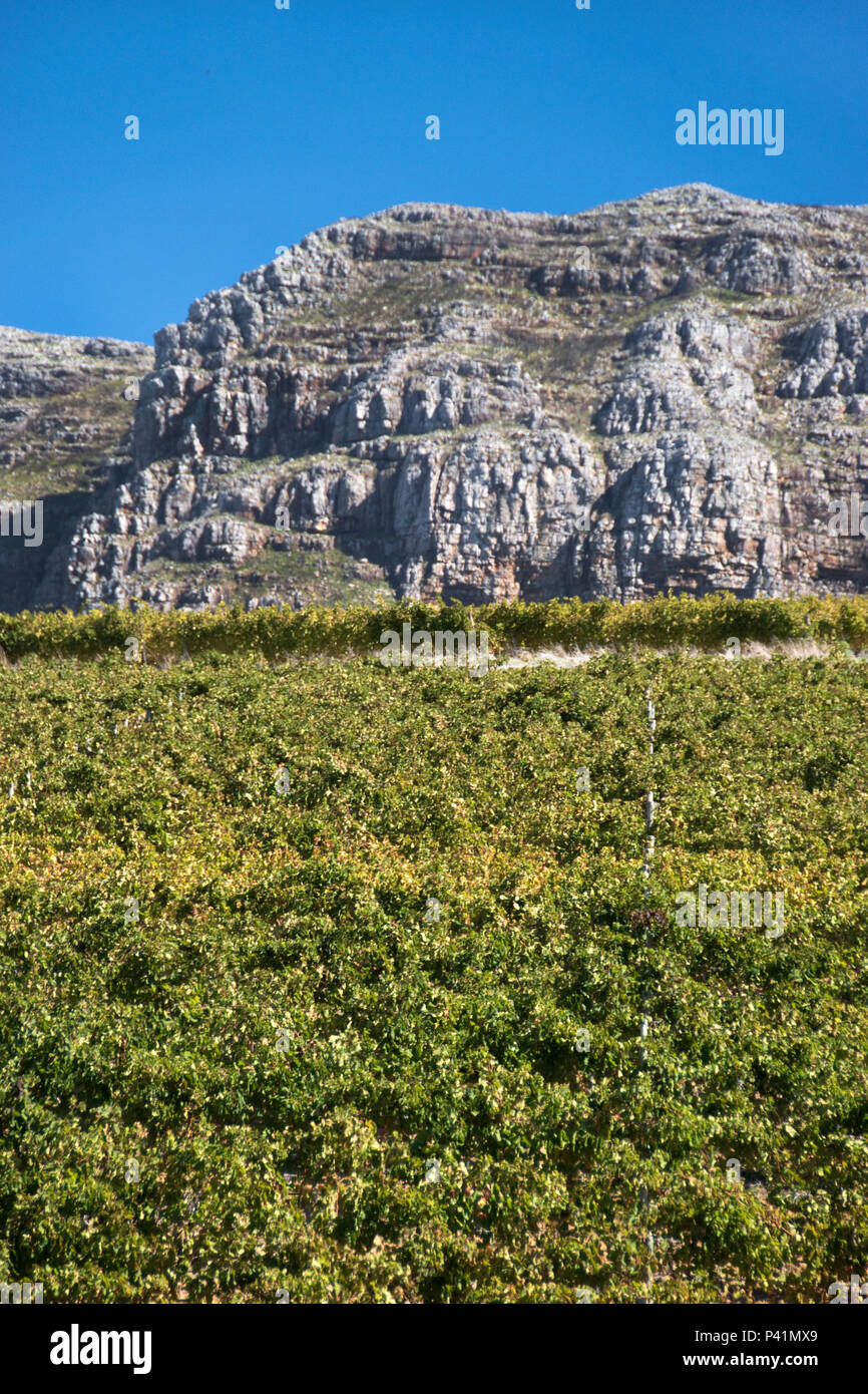 Vines grow on wine estates below Table Mountain, in the suburb of ...