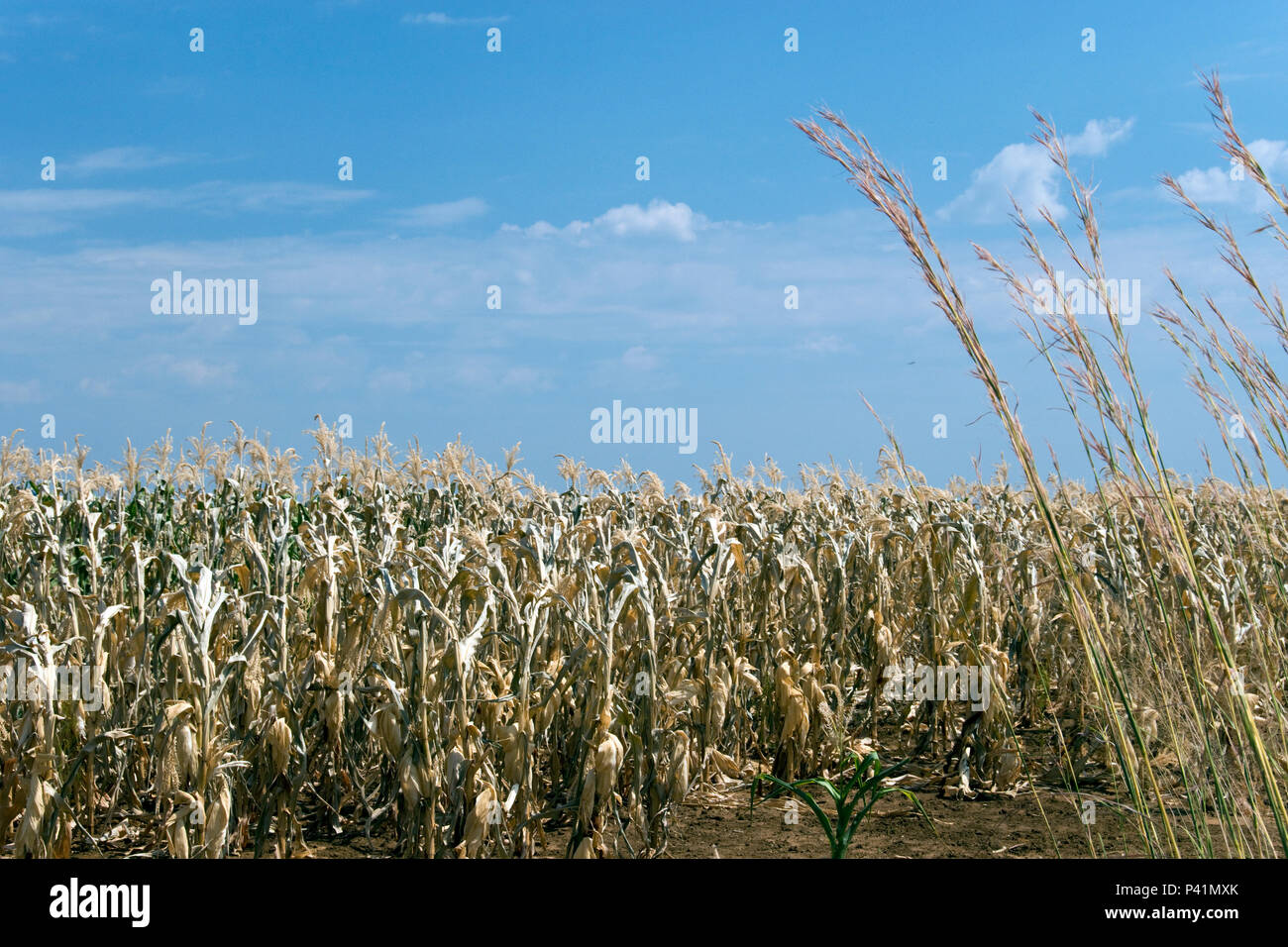Drought ravaged corn fields near Grootfontein, Namibia Stock Photo - Alamy