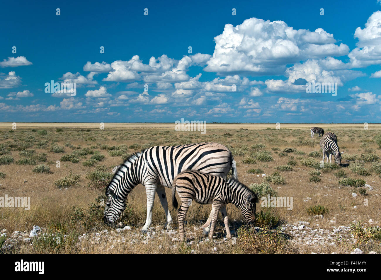 A mother and baby zebra graze in the Etosha National Park, Namibia ...