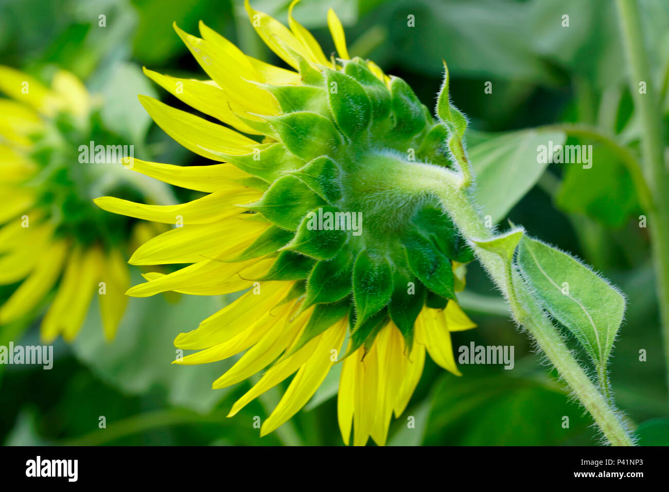 bright yellow sunflower back view with green background Stock Photo - Alamy