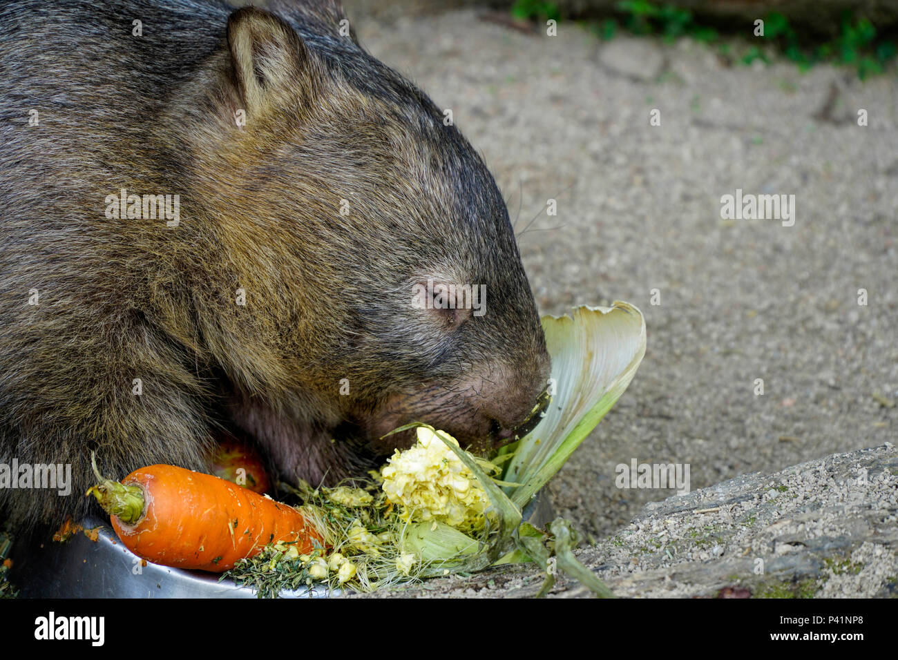 Wombat eating hi-res stock photography and images - Alamy
