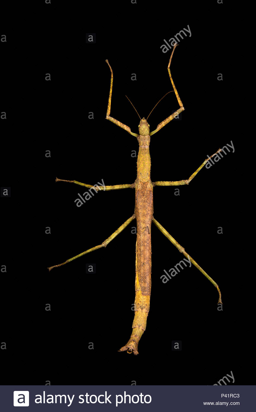 Stick Insects High Resolution Stock Photography and Images - Alamy