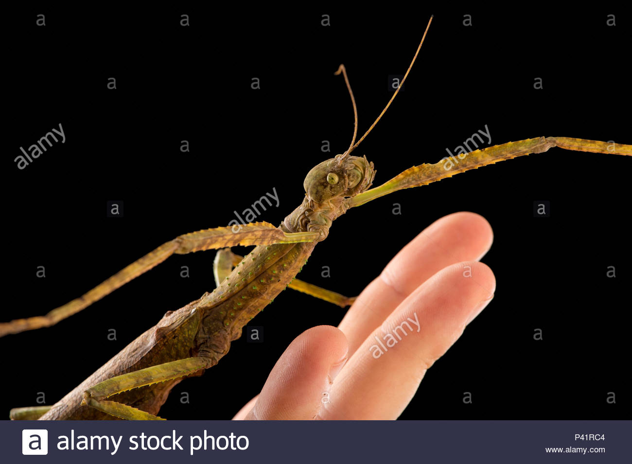 Stick Insects High Resolution Stock Photography and Images - Alamy