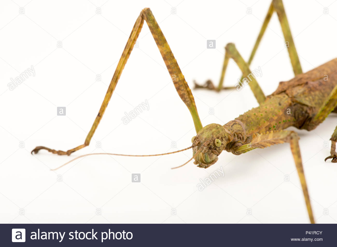 Stick Insects High Resolution Stock Photography and Images - Alamy