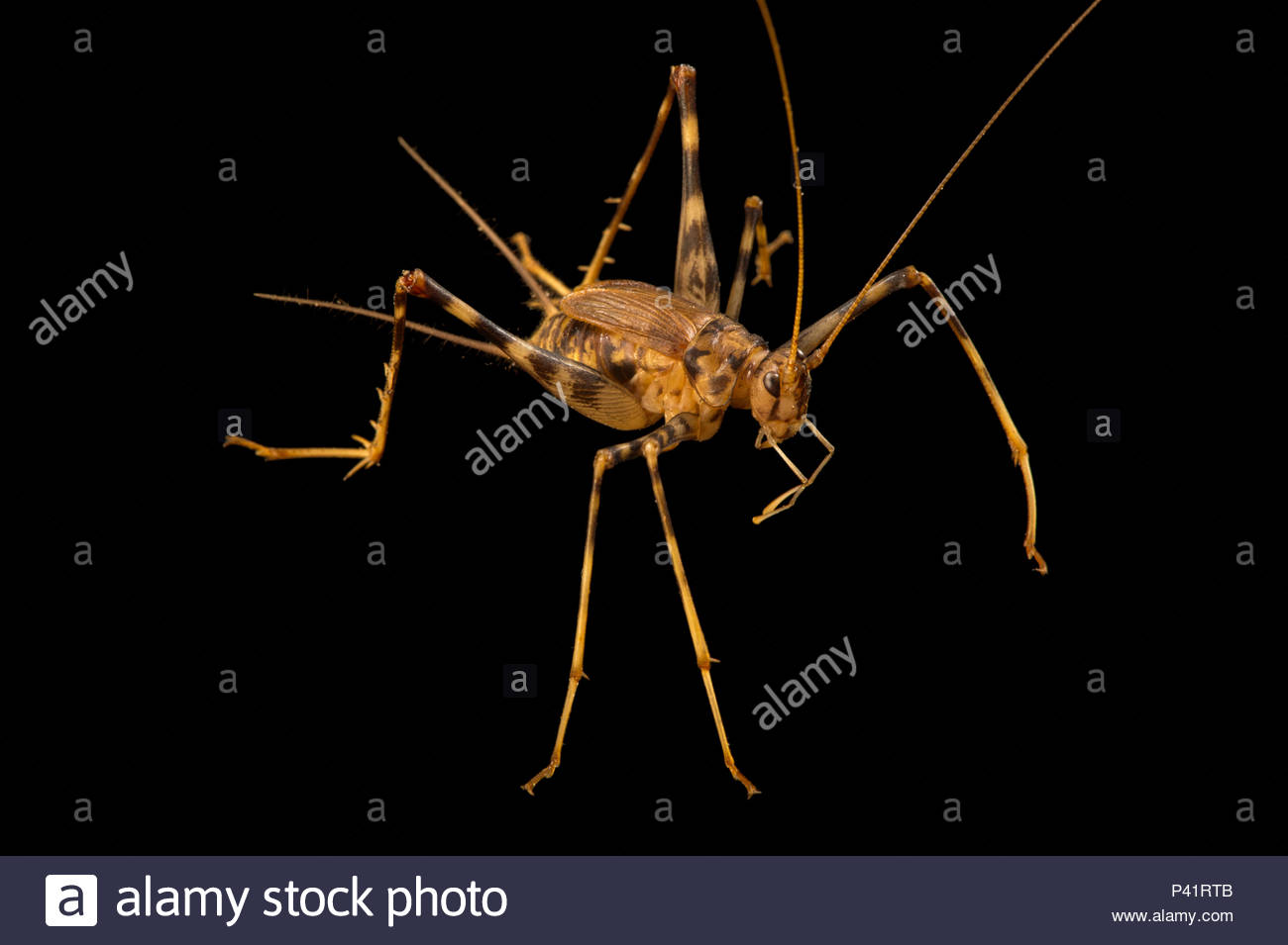 Cave Cricket High Resolution Stock Photography and Images - Alamy