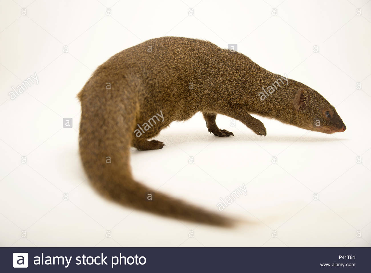 Herpestes Stock Photos & Herpestes Stock Images - Alamy