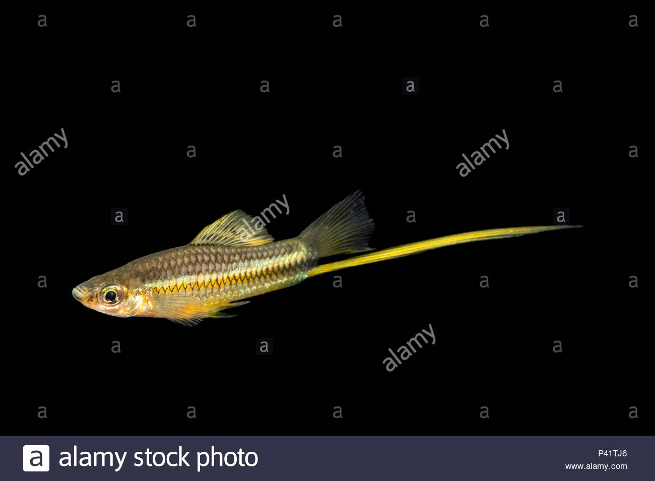 Swordtail Fish High Resolution Stock Photography and Images - Alamy