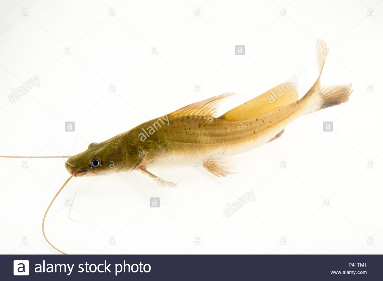 Silver Fish Stock Photos & Silver Fish Stock Images - Alamy