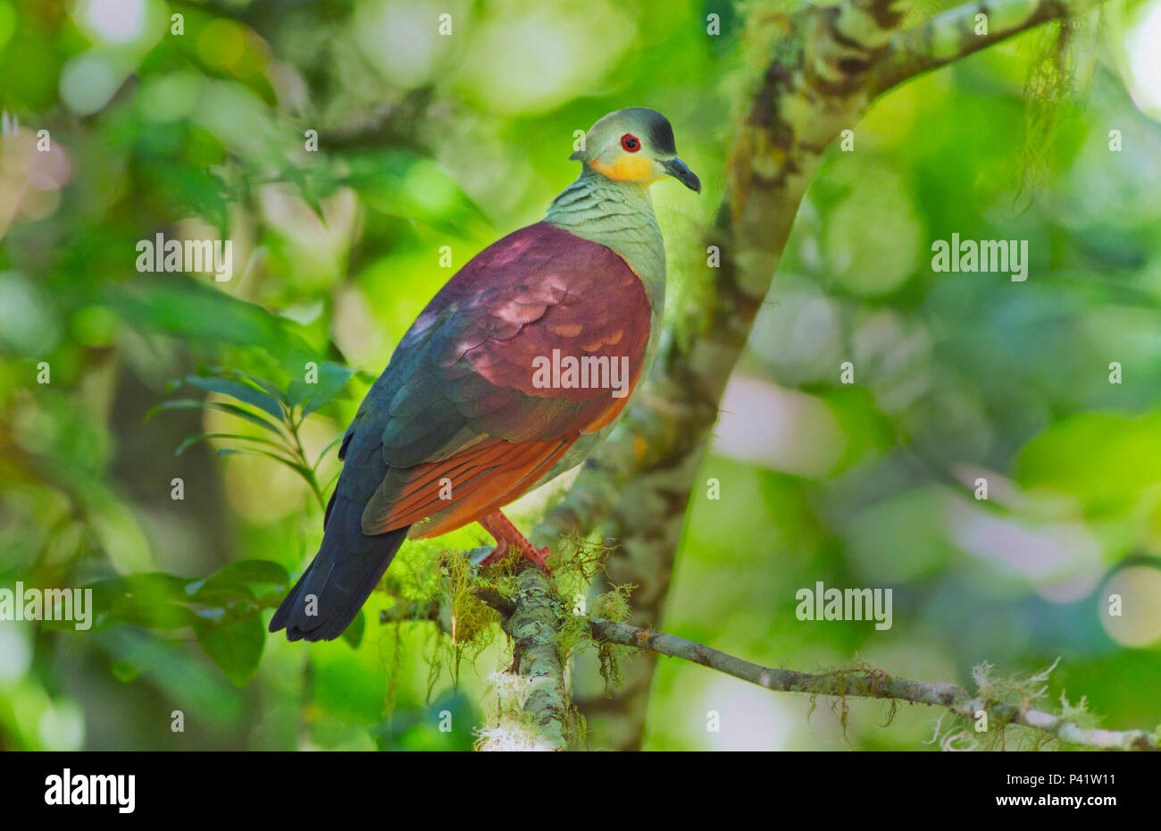 Crested Quail-Dove (Geotrygon versicolor), Blue and John Crow Mountains ...