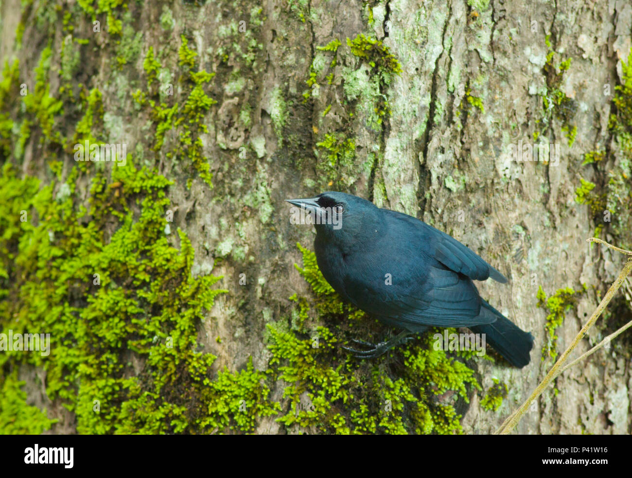 Jamaican Blackbird (Nesopsar nigerrimus), Blue and John Crow Mountains ...