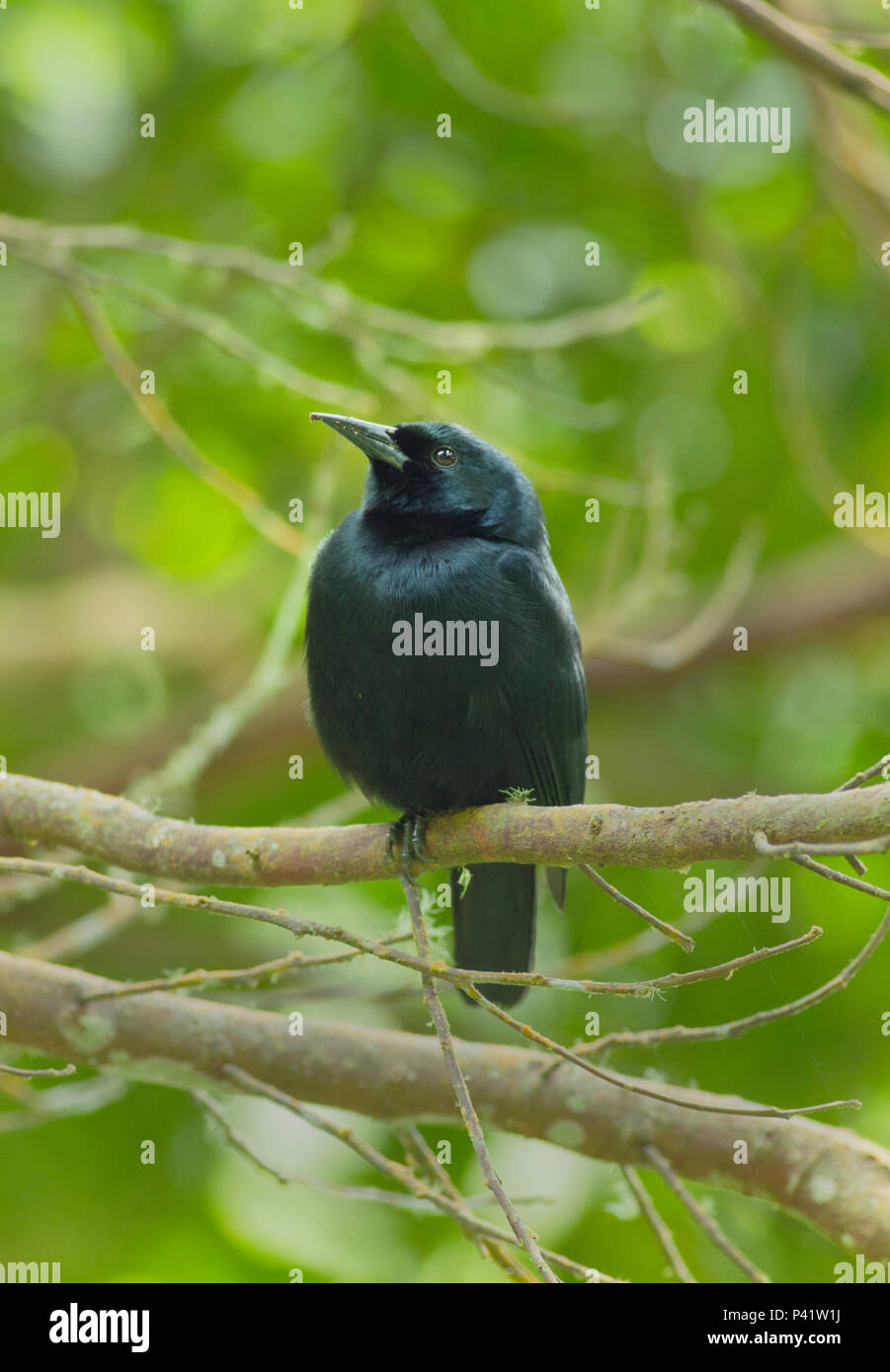 Jamaican Blackbird (Nesopsar nigerrimus), Blue and John Crow Mountains ...