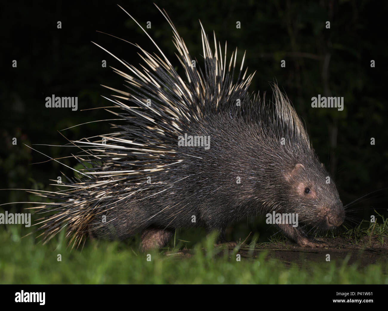 Malayan Porcupine (Hystrix brachyura) at night, Kaeng Krachan National ...
