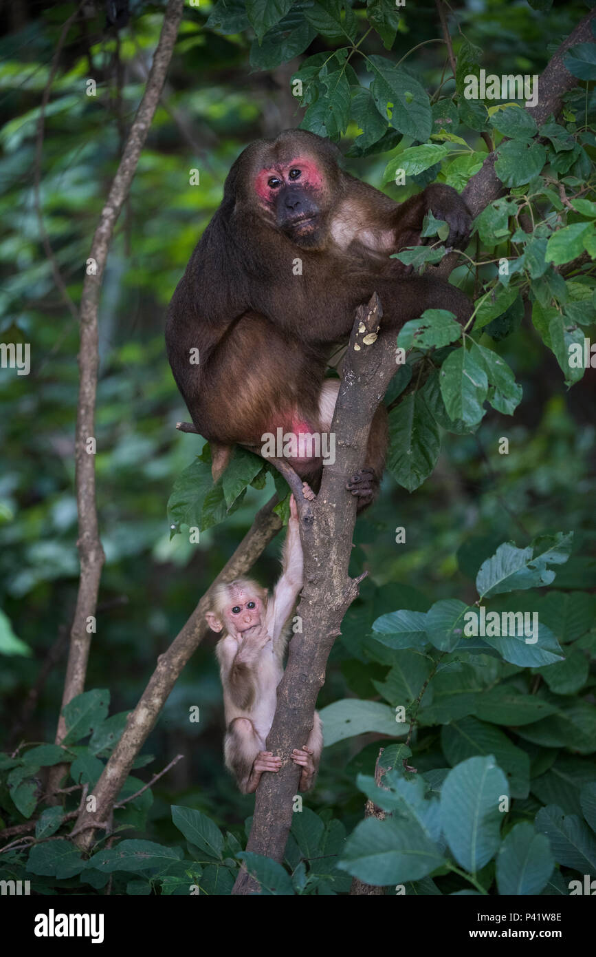 Stump-tailed Macaque (Macaca arctoides) male and young, Kaeng Krachan ...