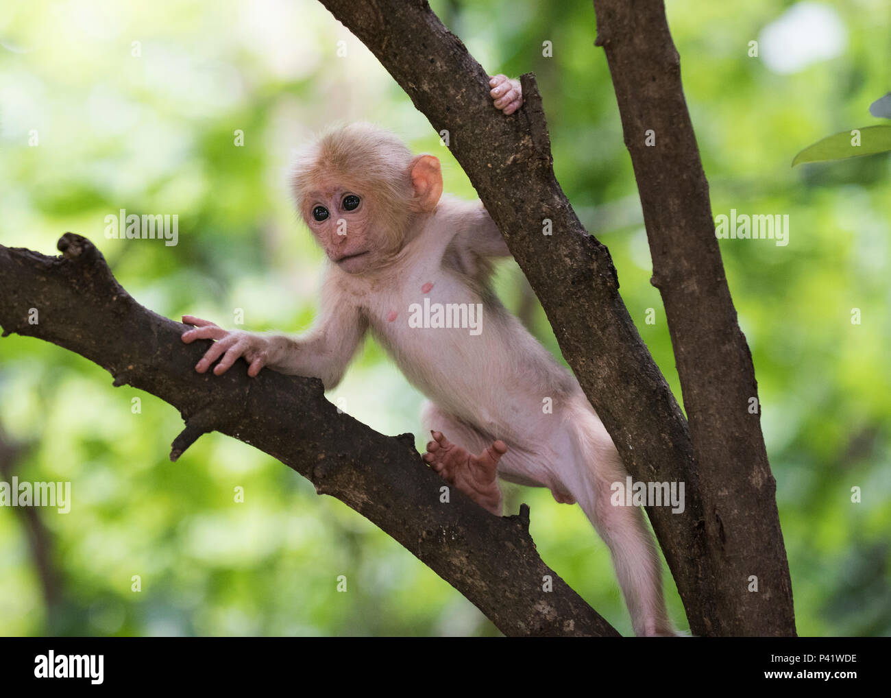 Stump-tailed Macaque (Macaca arctoides) young, Kaeng Krachan National ...