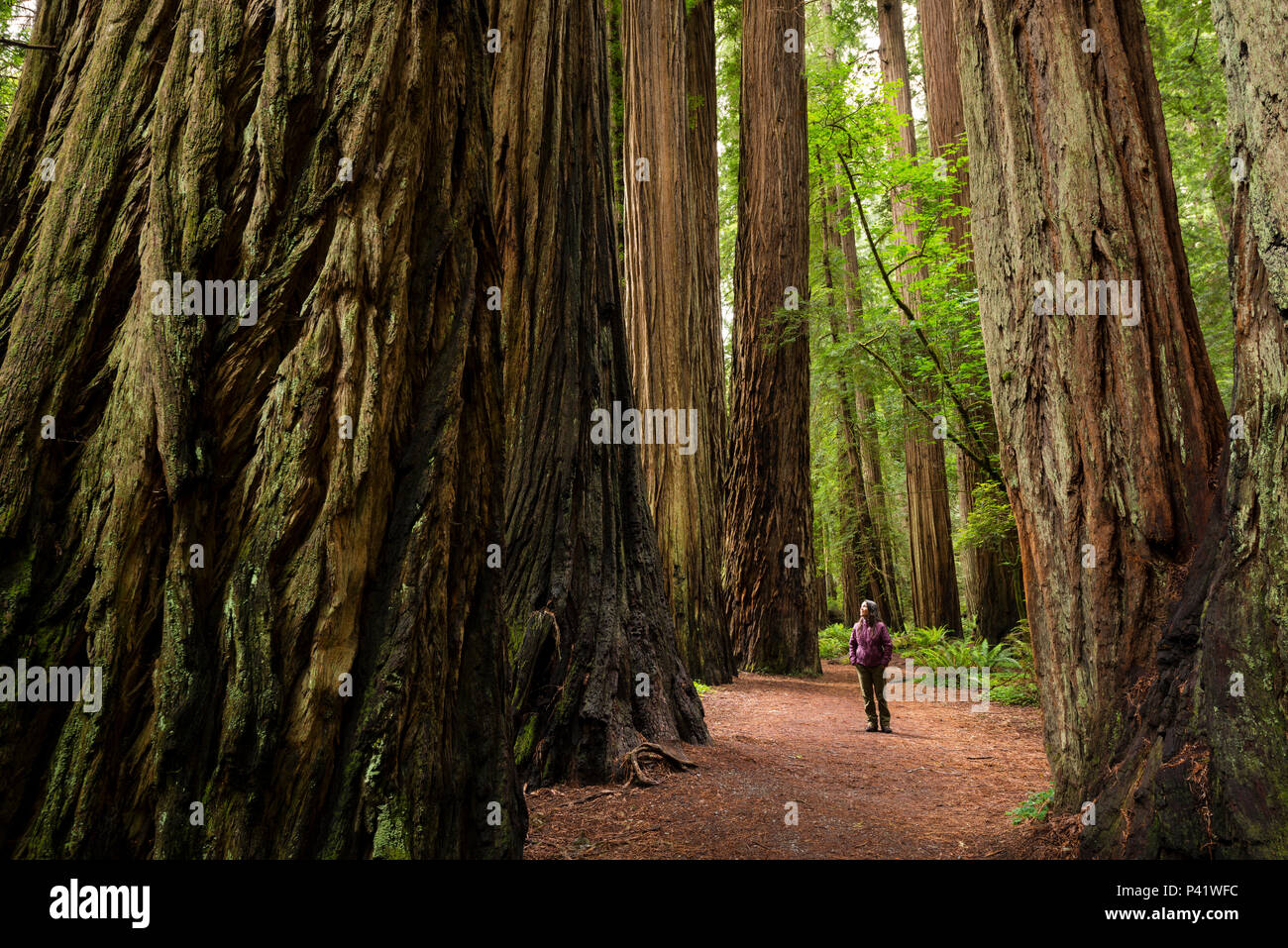 A hiker dwarfed by giant Redwoods along the Boy Scout tree trail at ...