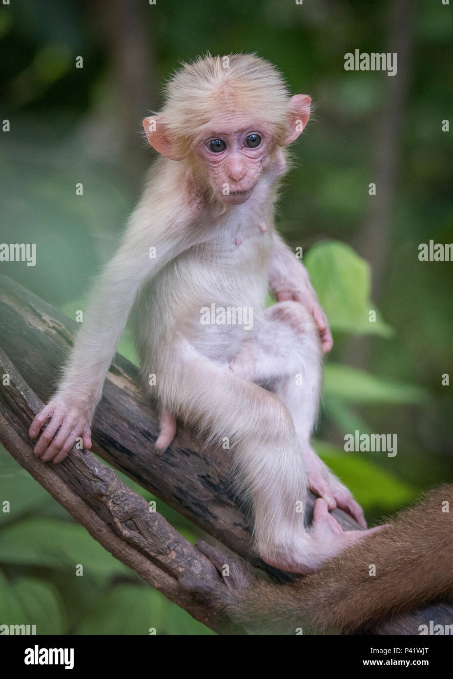 Stump-tailed Macaque (Macaca arctoides) young, Kaeng Krachan National ...