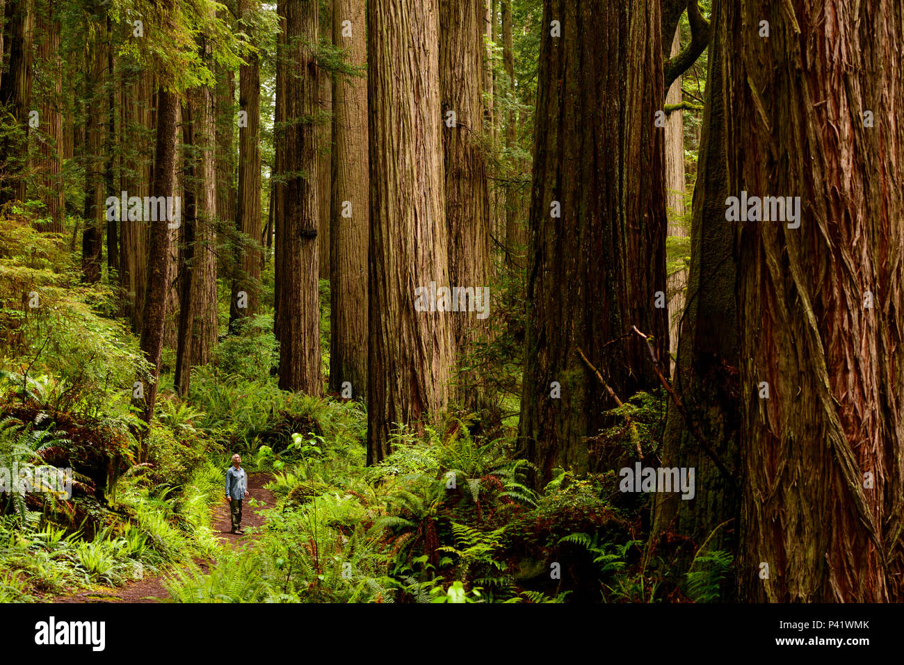 A hiker dwarfed by giant Redwoods along the Boy Scout tree trail at ...