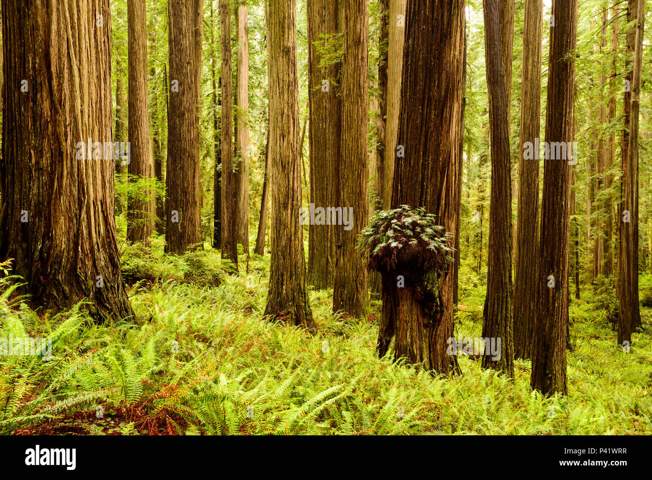 Hiking in the Redwoods in Boy Scout tree trail at Jedediah Smith ...