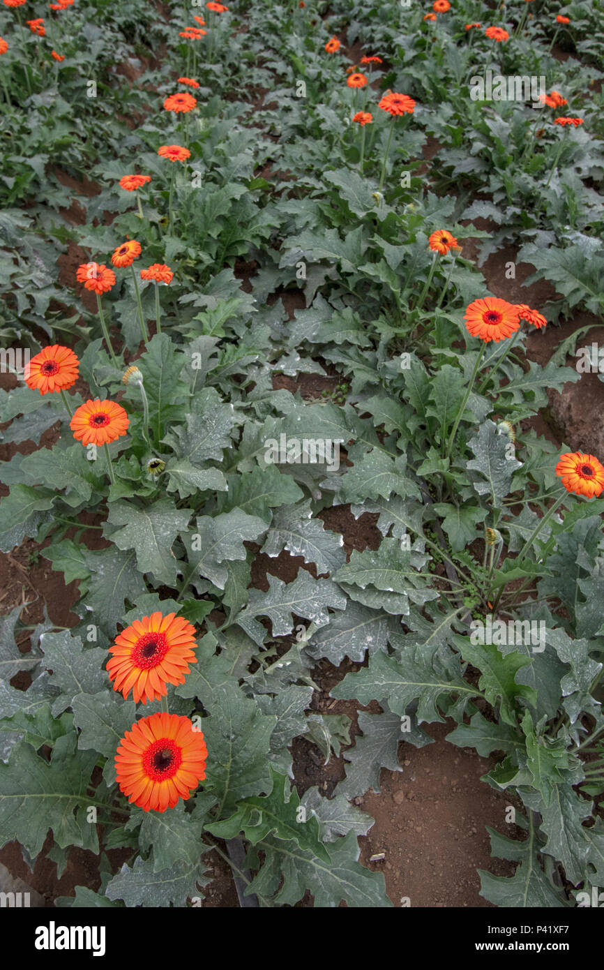 Plantacao de gerbera hi-res stock photography and images - Alamy