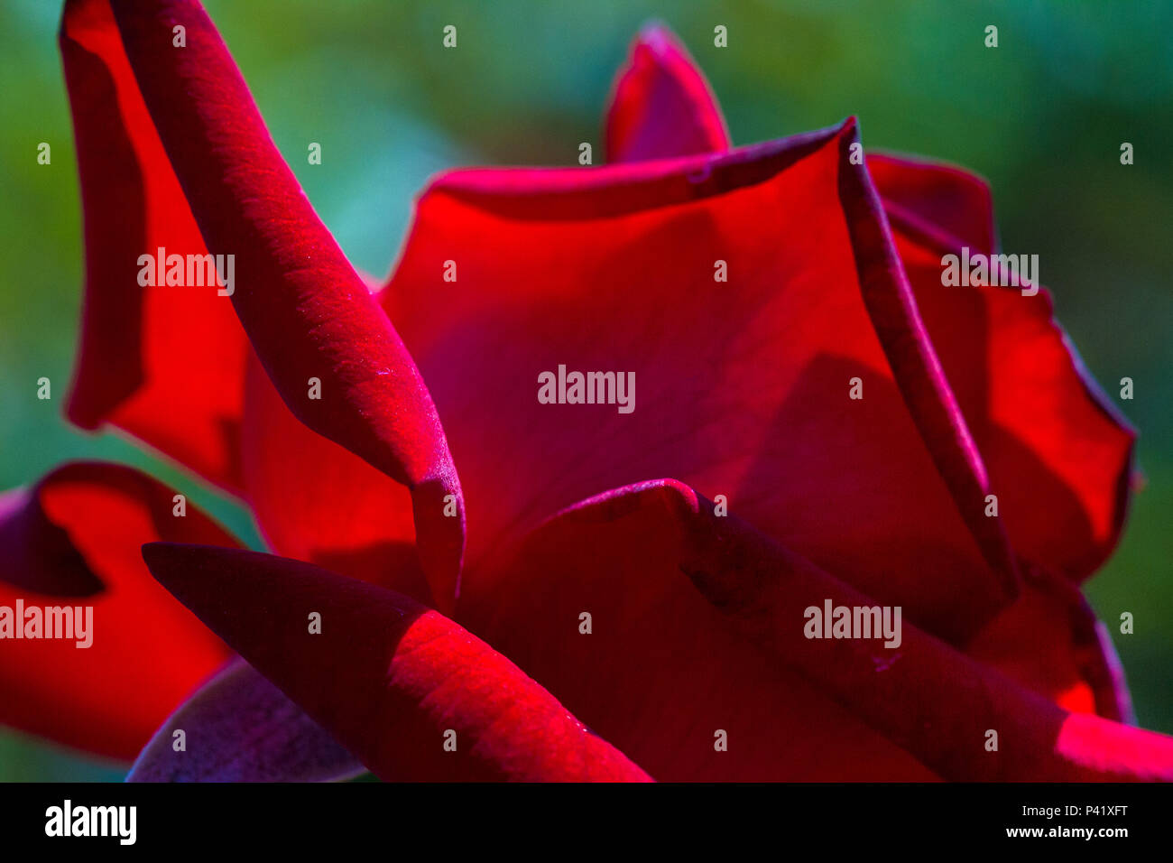 Flor aberta hi-res stock photography and images - Alamy