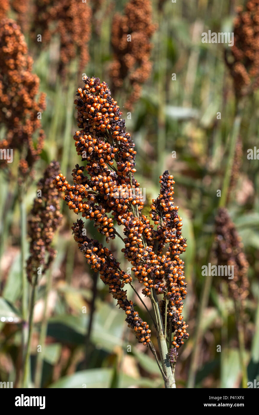 Planta de sorgo hi-res stock photography and images - Alamy