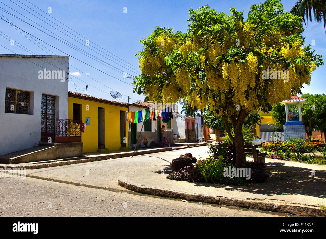 Pão de Açucar - Alagoas Árvore Florida Acácia Flores amarela cidade de ...