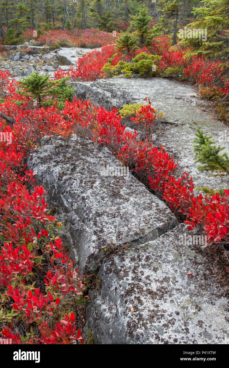 Lowbush Blueberry (Vaccinium angustifolium) bushes in autumn, Acadia ...