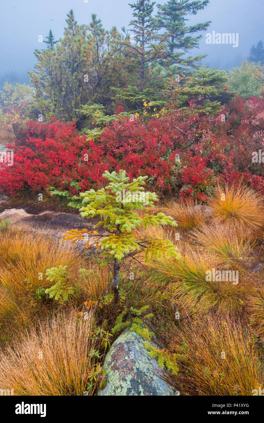 Spruce (Picea sp) tree and Lowbush Blueberry (Vaccinium angustifolium ...