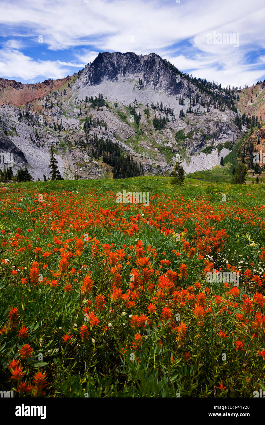 Giant field of red Indian Paintbrush below Siligo Peak in the Trinity ...