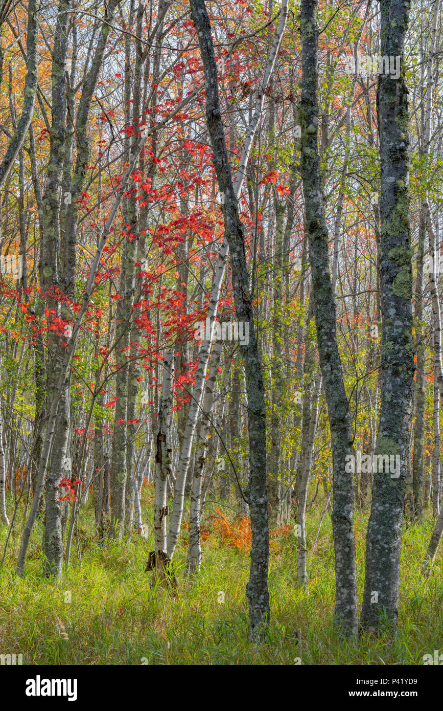 Birch (Betula sp) and Red Maple (Acer rubrum) trees in autumn, Acadia ...