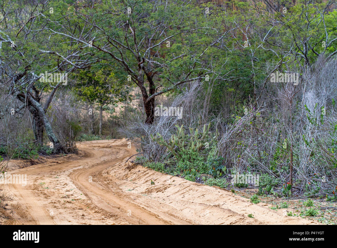 Vegetacao da caatinga hi-res stock photography and images - Alamy