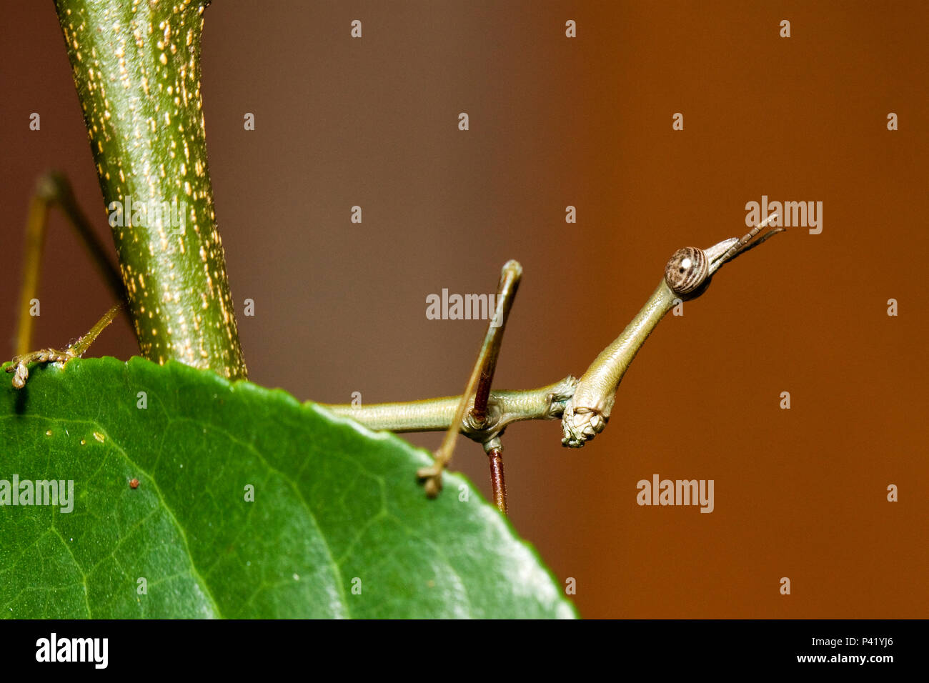 bicho-pau Phasmatodea inseto macro close-up natureza Fauna Stock Photo ...