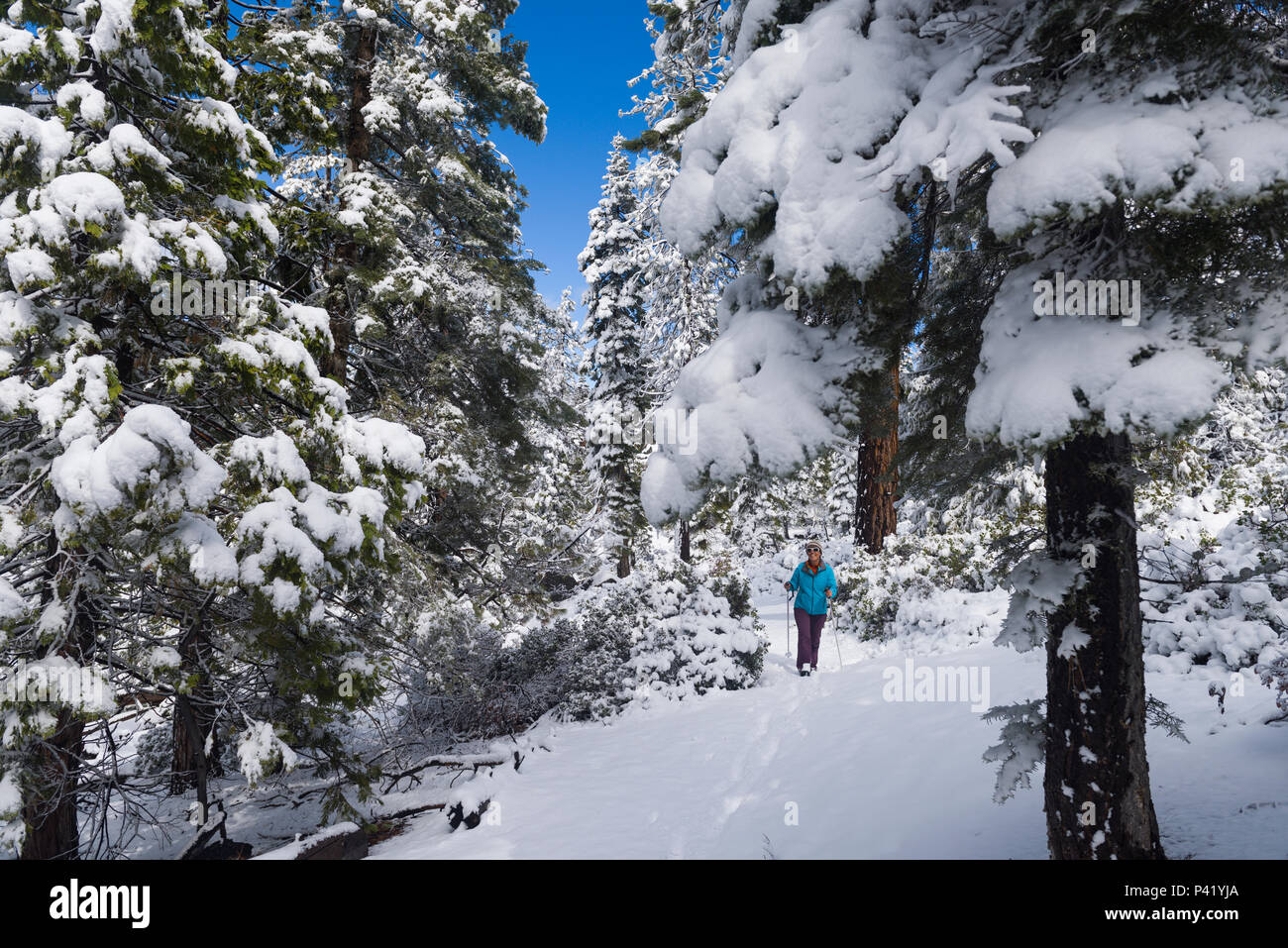 Walking through snowy forest hi-res stock photography and images - Alamy