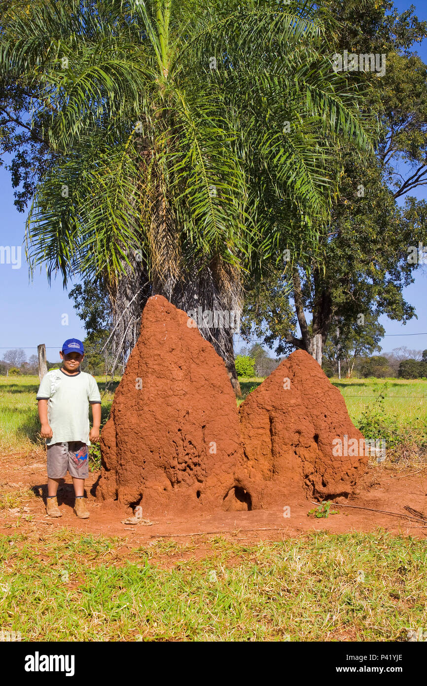 Cupinzeiro hi-res stock photography and images - Alamy