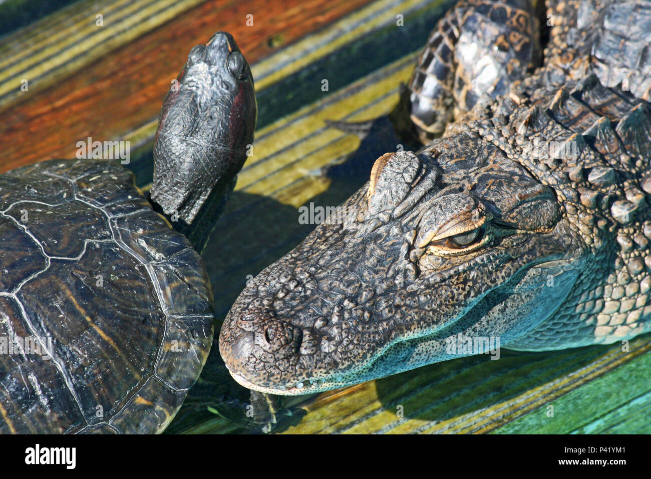 Orlando alligator at gatorland hi-res stock photography and images - Alamy