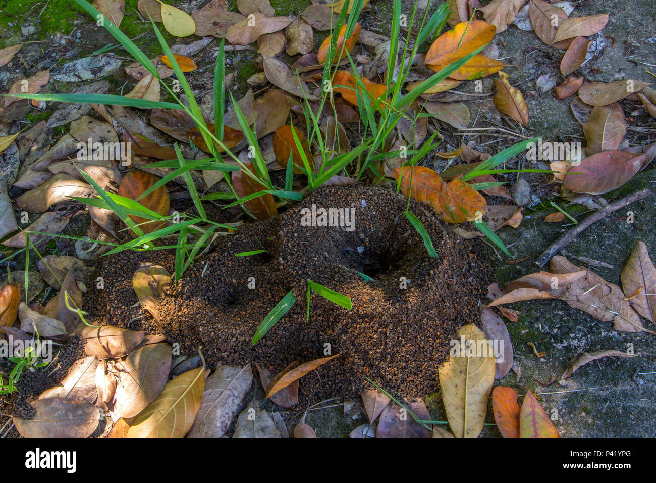 Formigas hi-res stock photography and images - Alamy