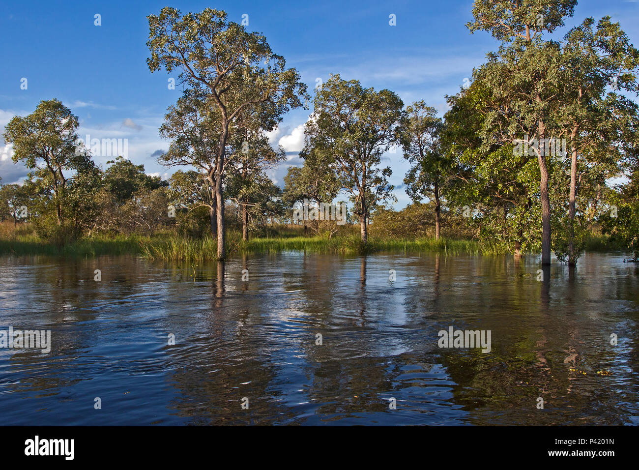 Rio Miranda - Corumbá - MS Cheia no Pantanal Cheia no Rio Miranda Rio ...