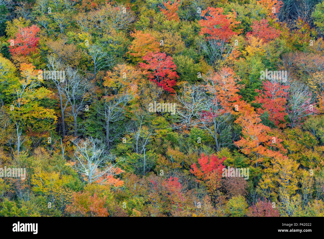 Deciduous forest in autumn, Acadia National Park, Maine Stock Photo - Alamy