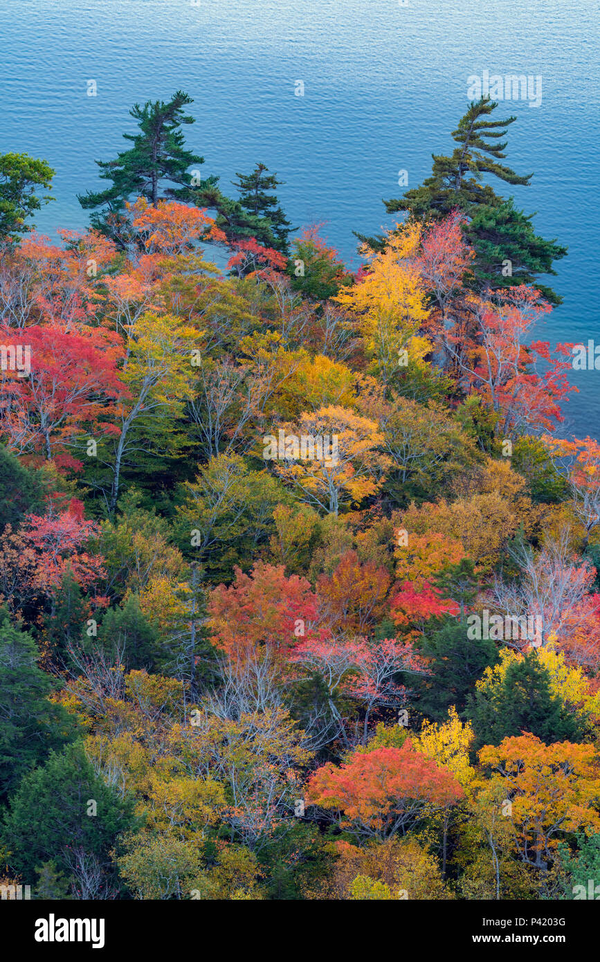 Deciduous forest and pond in autumn, Jordan Pond, Mount Desert Island ...